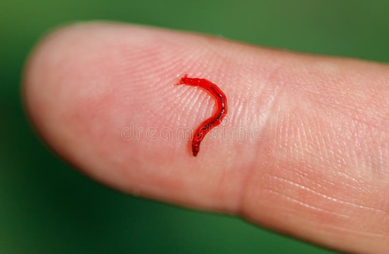 Red Bloodworm on the Finger. Macro Stock Photo - Image of abstract ...