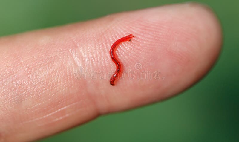 Red Bloodworm on the Finger. Macro Stock Image - Image of bait, feeding ...