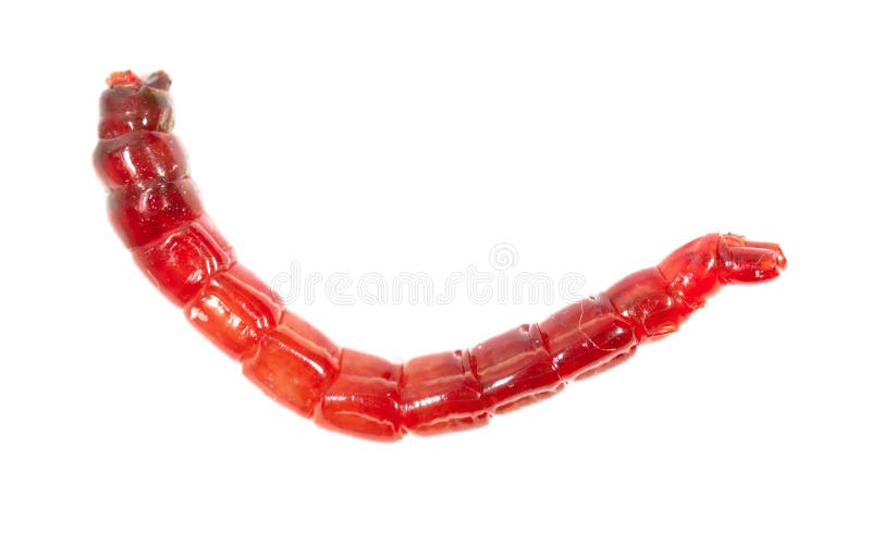 Red Bloodworm Isolated on White Background. Macro Stock Image - Image ...