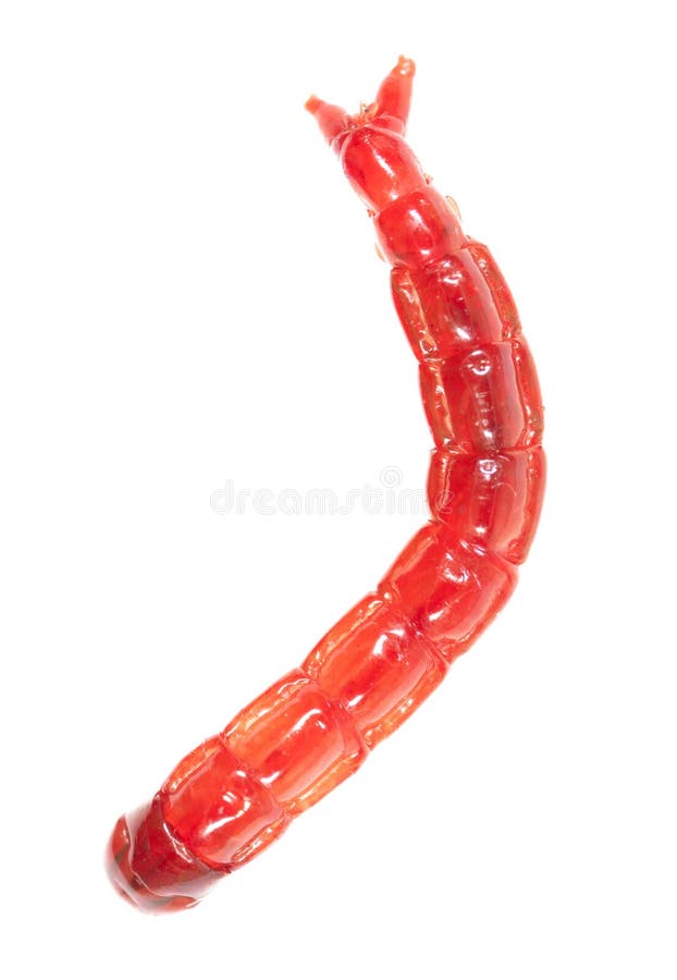 Red Bloodworm Isolated on White Background. Macro Stock Image - Image ...