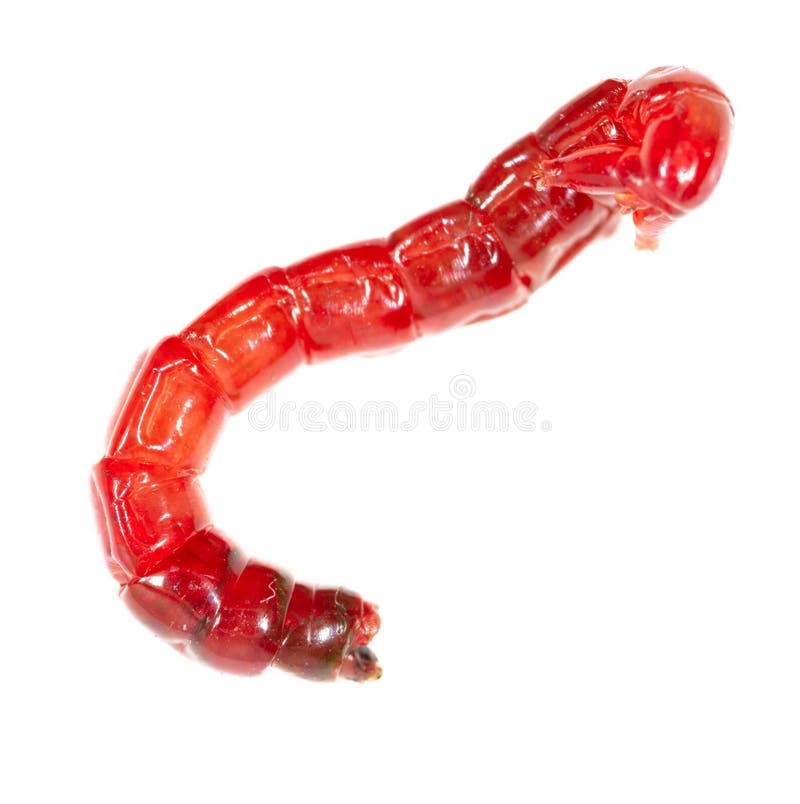 Red Bloodworm Isolated on White Background. Macro Stock Image - Image ...
