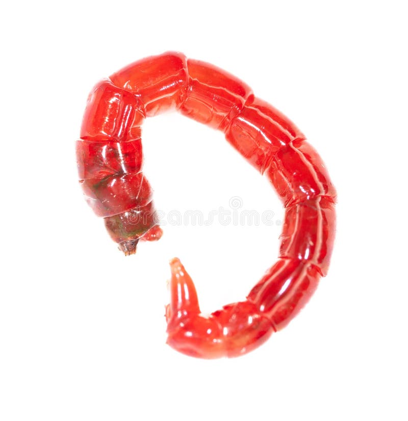 Red Bloodworm Isolated on White Background. Macro Stock Image - Image ...