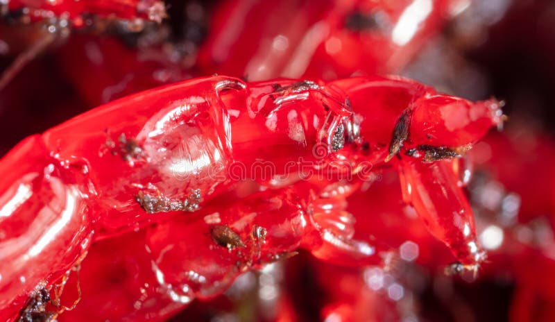 Red Bloodworm Worm Isolated on Black Background. Stock Photo - Image of ...