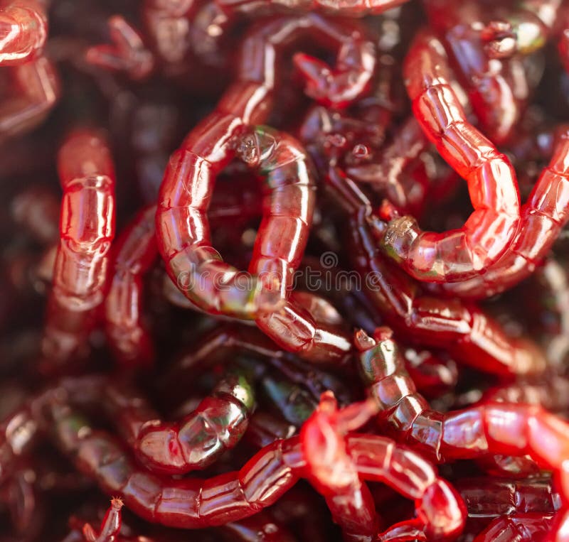 Red Bloodworm Worms Isolated on a Black Background Stock Image - Image ...