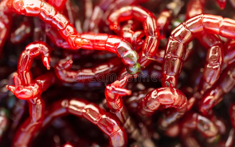 Red Bloodworm Worms As a Background Stock Image - Image of macro ...