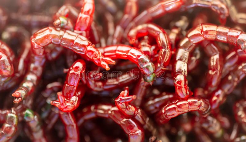 Red Bloodworm Worms As a Background Stock Photo - Image of disgust ...