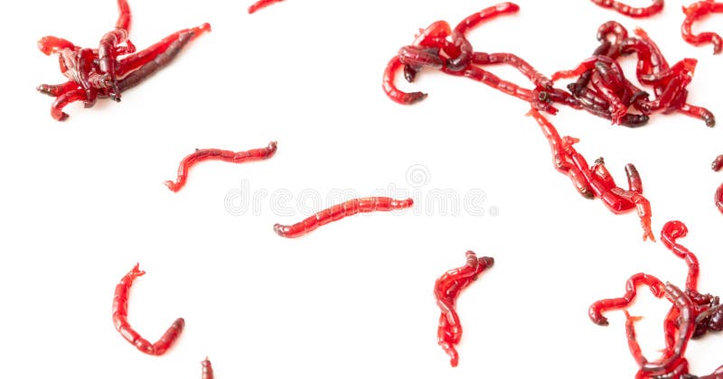 Red Bloodworms Isolated on White Background Stock Image - Image of ...