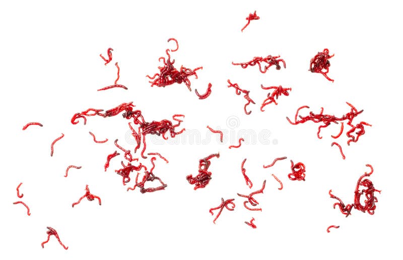 Red Bloodworms Isolated on White Background Stock Image - Image of ...