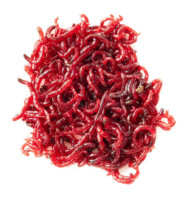 Red Bloodworms Isolated on White Background Stock Image - Image of ...