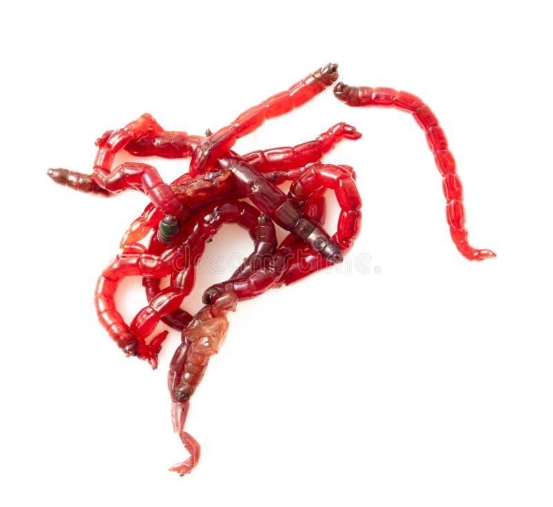Red Bloodworms Isolated White Background Stock Photos - Free & Royalty ...