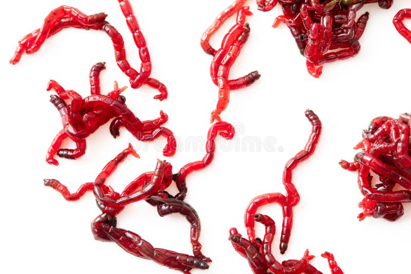 Red Bloodworms Isolated on White Background Stock Image - Image of ...
