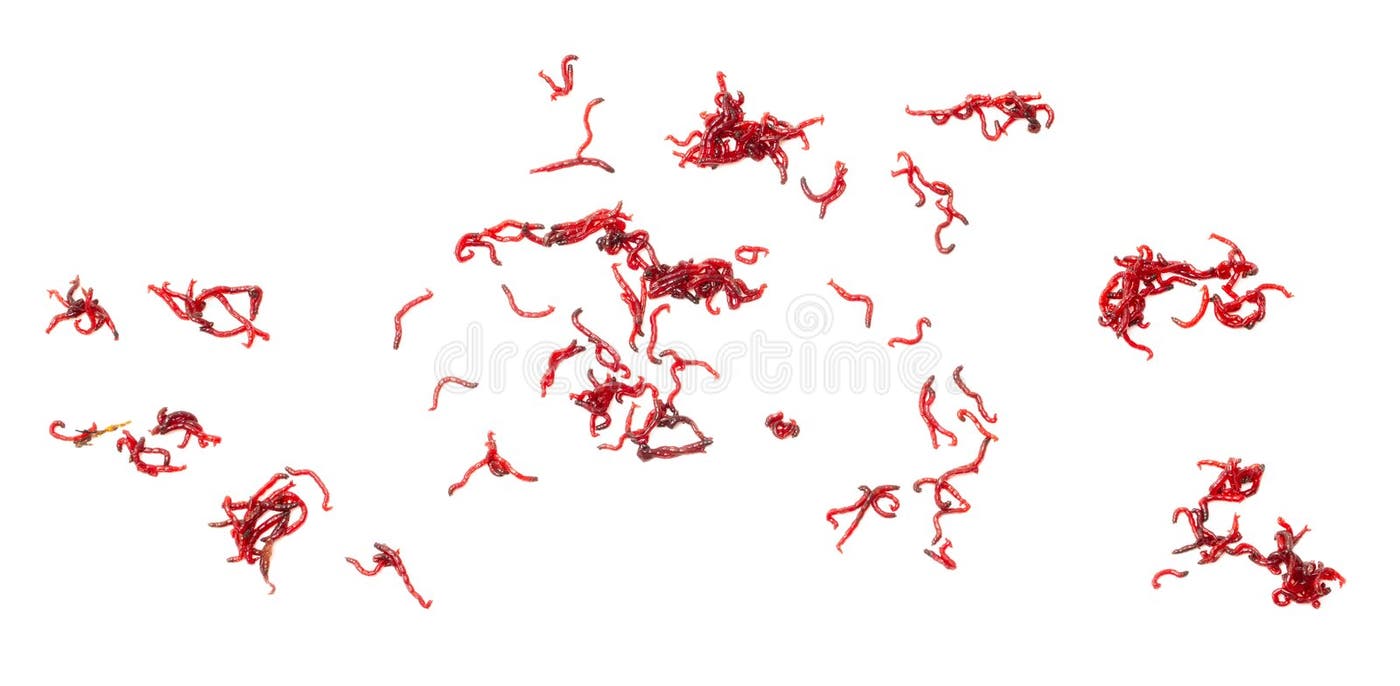 148 Bloodworms Stock Photos - Free & Royalty-Free Stock Photos from ...