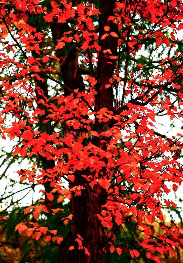 Red Bloody Autumn Tracsh Tree Stock Image - Image of bloody, tracsh ...