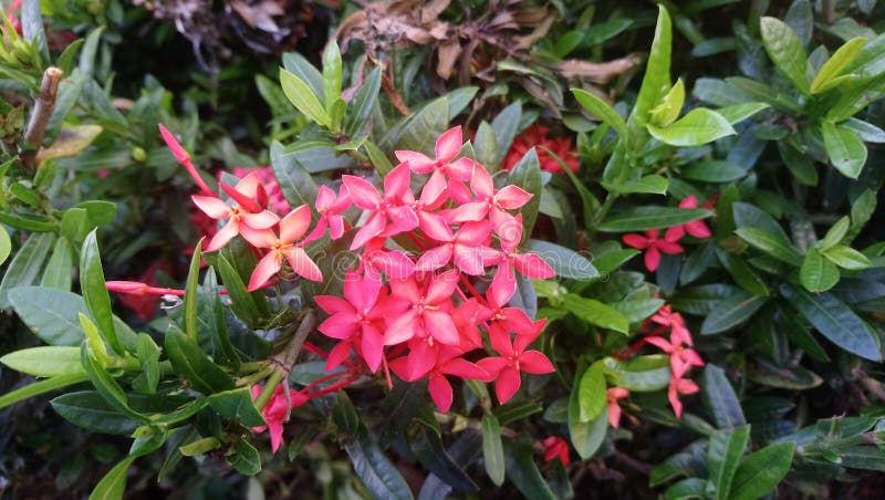 Red bloom flower stock photo. Image of beautiful, bloom - 118222150