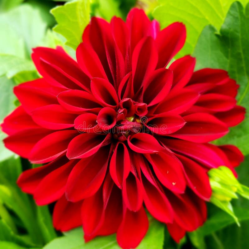 Red Bloom stock photo. Image of garden, flower, bloom - 117103002