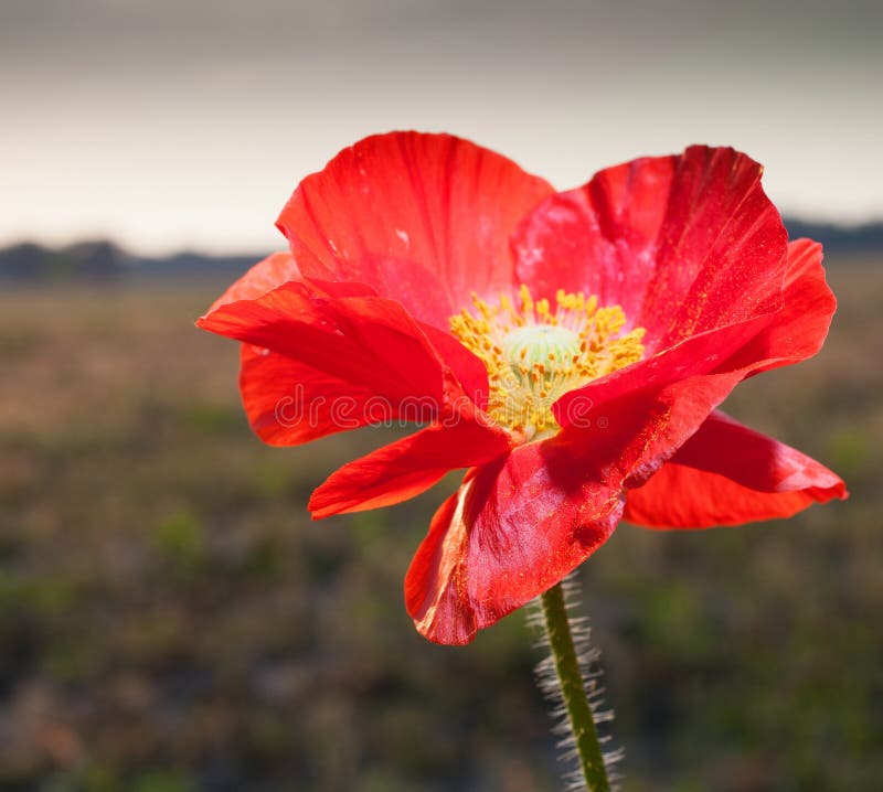 Red bloom stock photo. Image of blooming, orange, sunset - 42308790