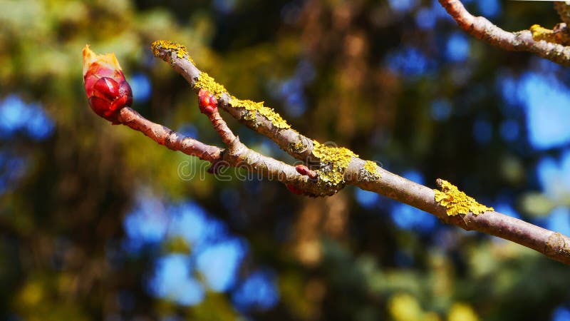 A Red Blooming Bud on a Tree Branch. Stock Photo - Image of season ...
