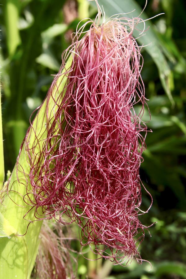 The Red Blooming of a Corn Plant Stock Photo - Image of high, summer ...