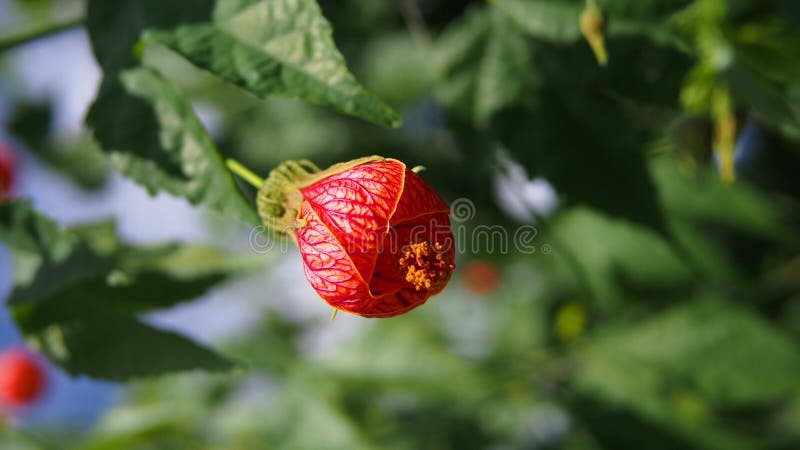 Round Shape Red Blooming Flowers Stock Photo - Image of field, creative ...