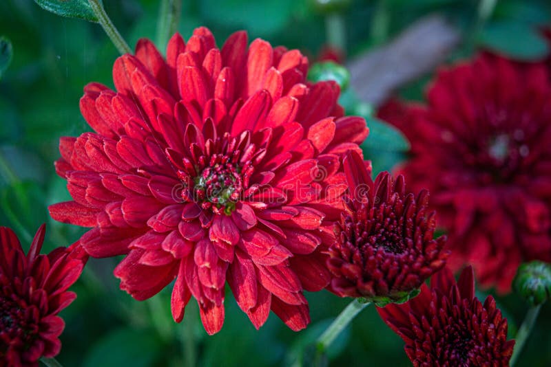 Red Blooming Flowers of Chrysantemum Stock Photo - Image of beautiful ...