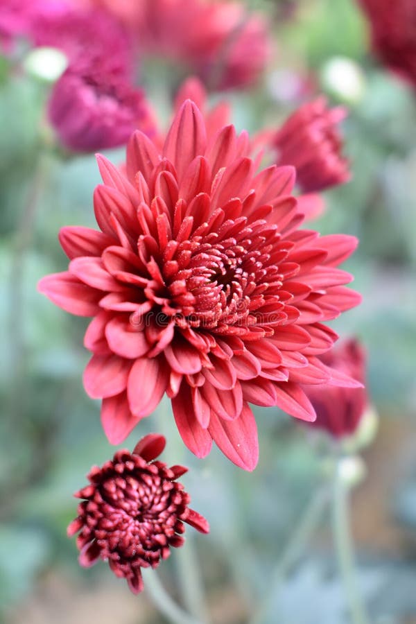 Red blooming flowers stock image. Image of blooming - 117366243