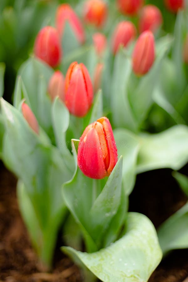 Red Blooming Flowers in Spring Stock Image - Image of flowers, canon ...