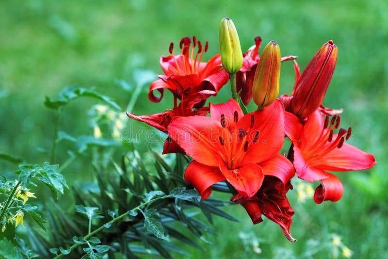 Red Blooming Lily Flowers Lilium Stock Photo - Image of flora ...