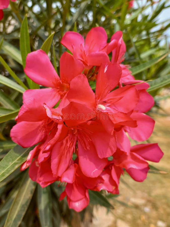 Red Blooming Oleander Flowers Outdoors. Oleander Plants Stock Photo ...