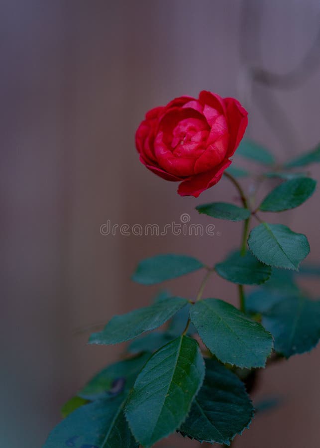 Red Blooming Rose in the Garden Stock Image - Image of floral ...