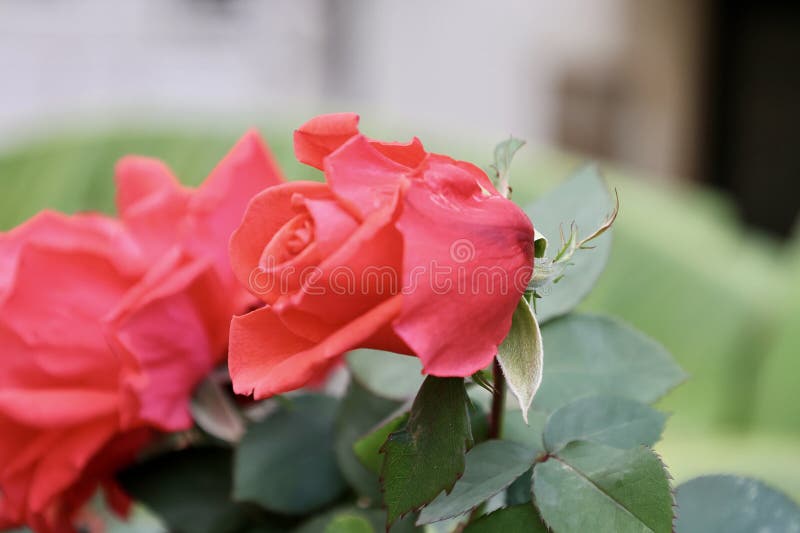 Red blooming rose stock photo. Image of nature, floral - 359099554