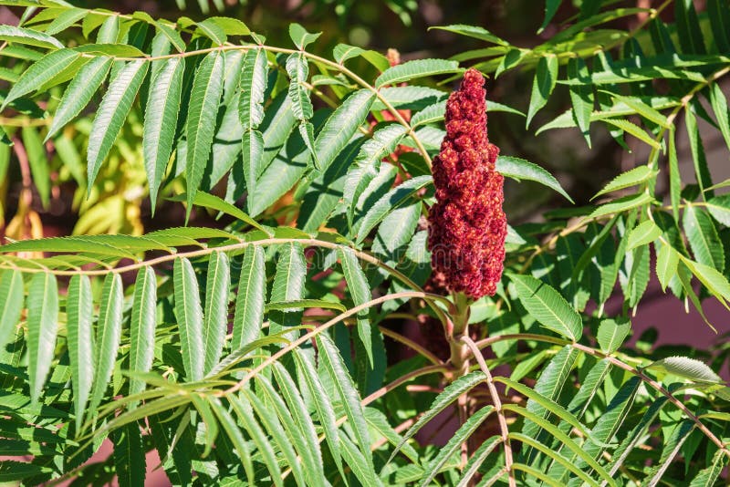 Red Blooming Sumac Flower, Rhus Typhina. Stock Photo - Image of typhina ...