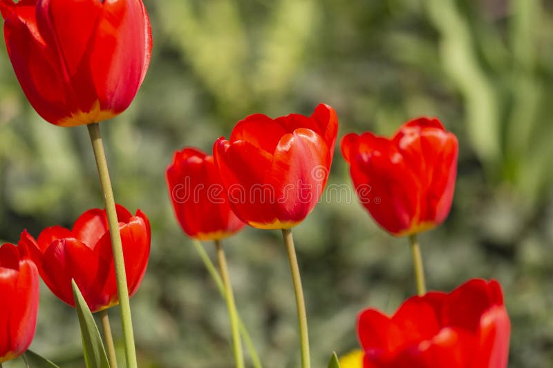 Red Blooming Tulips on a Green Meadow in the Sunlight. Spring Stock ...