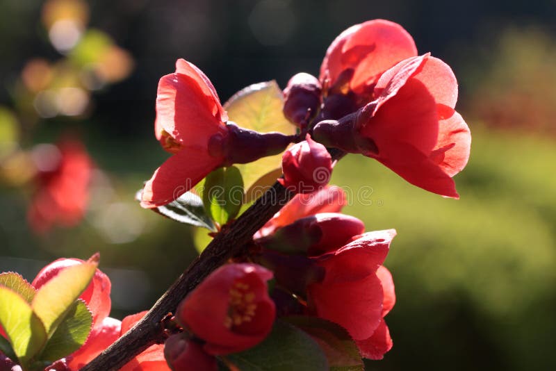 Red blooms stock image. Image of garden, blossoms, flowerage - 10534447