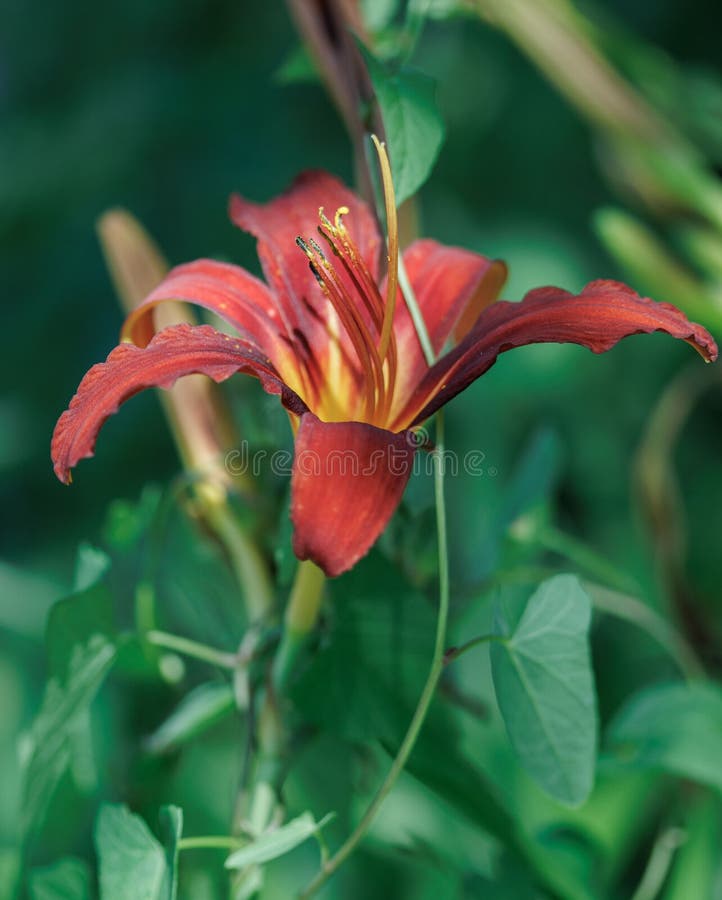Red, Blossom Daylilies Flower in the Garden, Vertical Stock Image ...