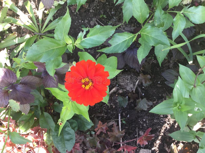 Red blossom stock image. Image of shrub, blossom, garden - 96224803
