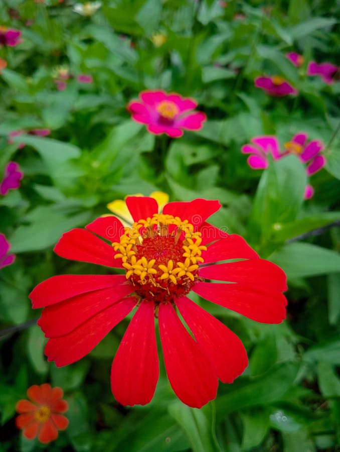 Red Blossom at Munara& X27;s Hill Rumpin Bogor Stock Image - Image of ...