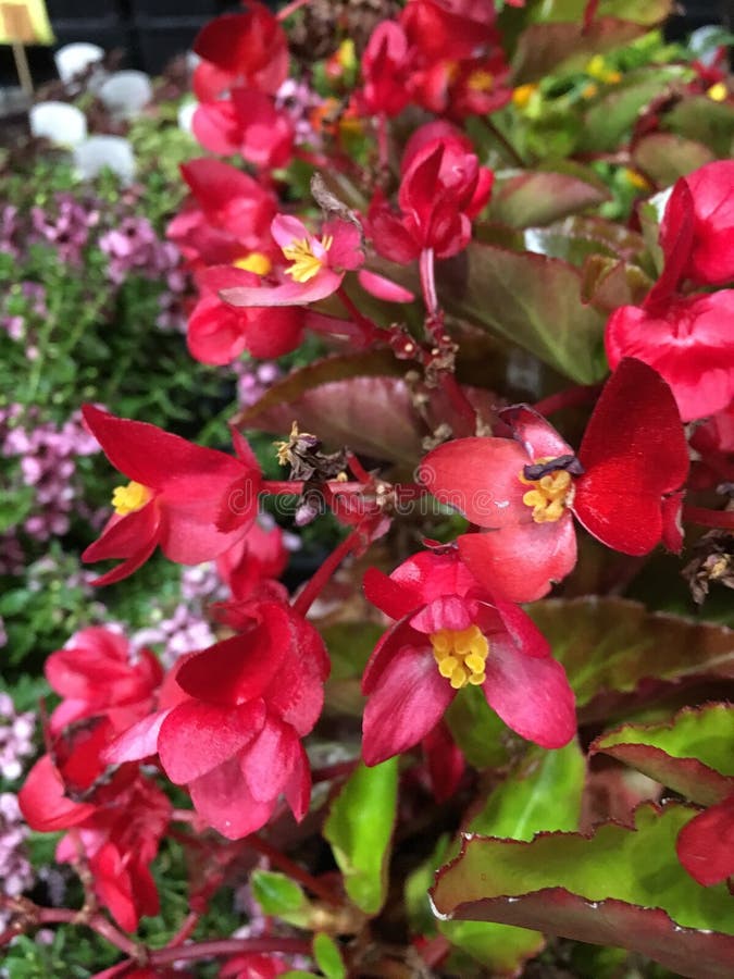 Red blossom stock image. Image of flower, blossom, plants - 186548269