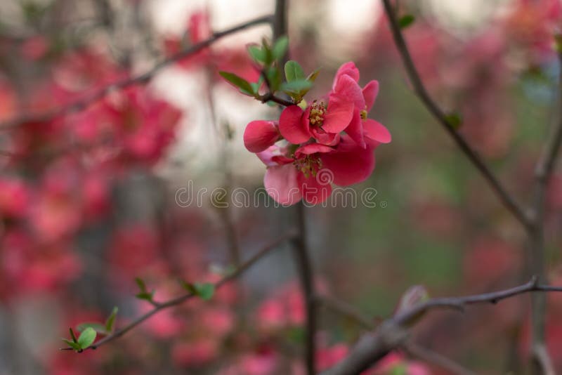 Red blossom tree stock photo. Image of park, colorful - 178929010