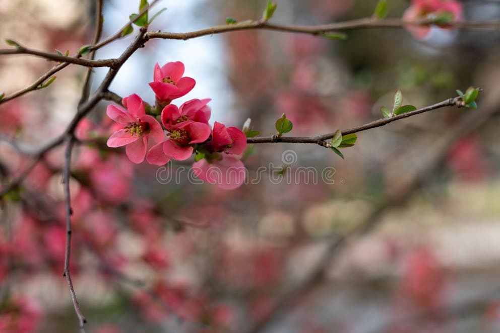 Red Blossom Tree in Springtime Stock Photo - Image of pink, park: 178929038