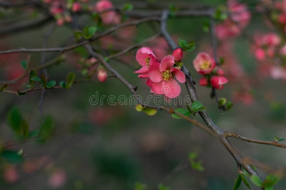 Red Blossom Tree in Springtime Stock Photo - Image of colorful, plant ...