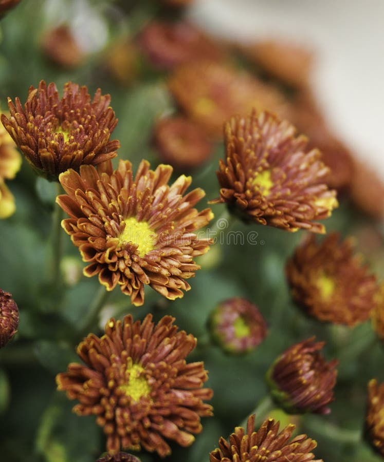 178 Micro Chrysanthemum Stock Photos - Free & Royalty-Free Stock Photos ...