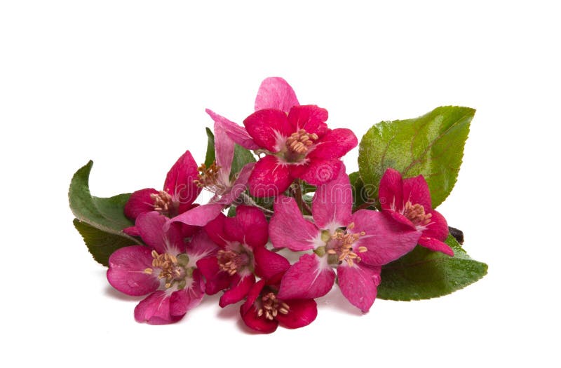 Red blossoms of apple tree stock photo. Image of aromatic - 176706622