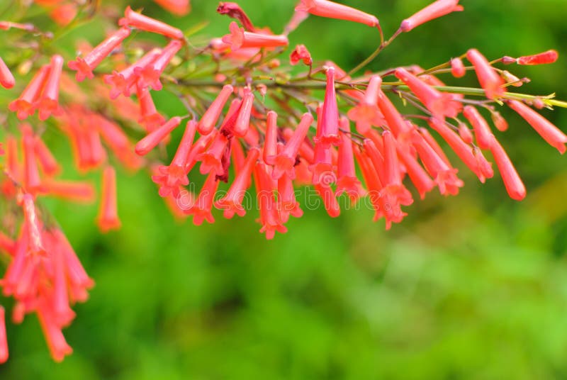 Red Blossoms of a Firecracker Plant Stock Photo - Image of fountain ...