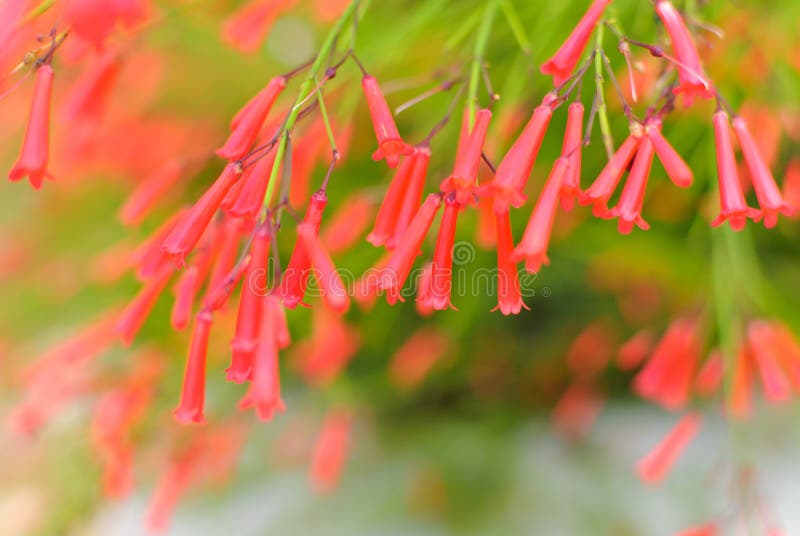 Red Blossoms of a Firecracker Plant Stock Photo - Image of russelia ...