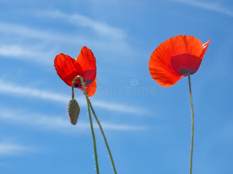 Red Blossoms of Poppy in Front of Blue Sky Stock Image - Image of ...