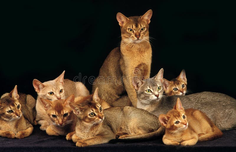 Red and Blue Abyssinian Domestic Cat, Group Against Black Background ...