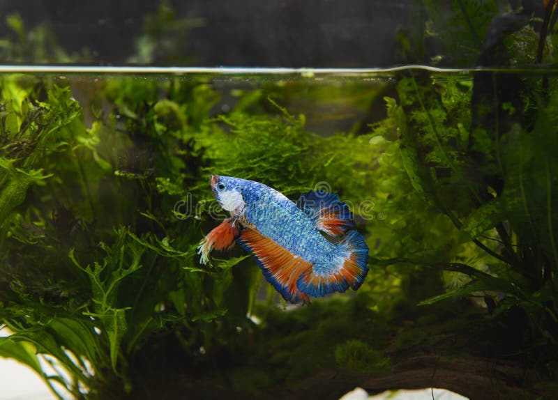 Red and blue betta fish stock image. Image of multi, betta - 95001419