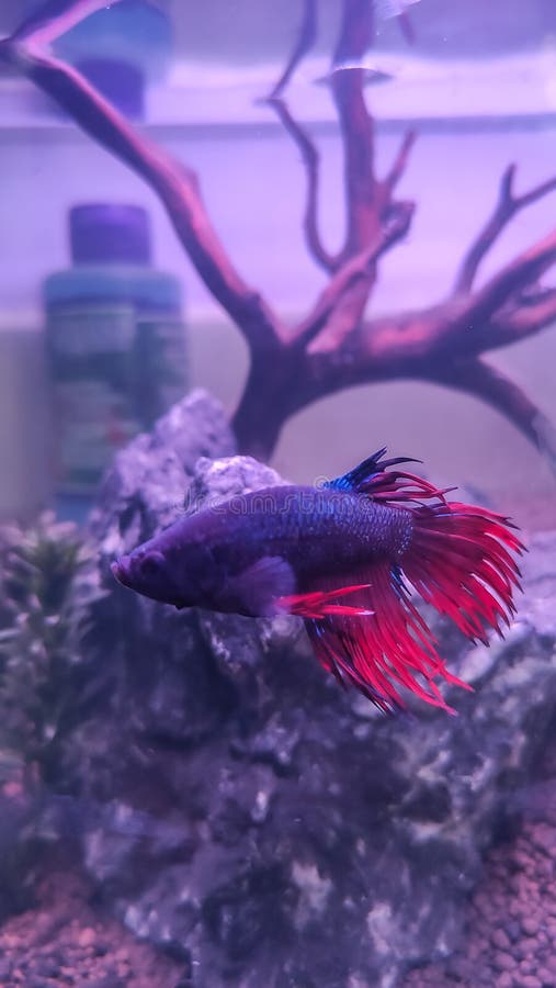 Red and Blue Betta Fish in the Aquarium Stock Photo - Image of aquarium ...