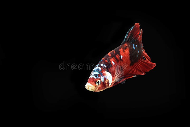 Red and blue betta fish stock photo. Image of animal - 227480518