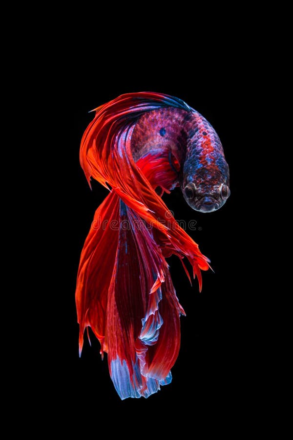 Red and blue betta fish stock photo. Image of moving - 145227106